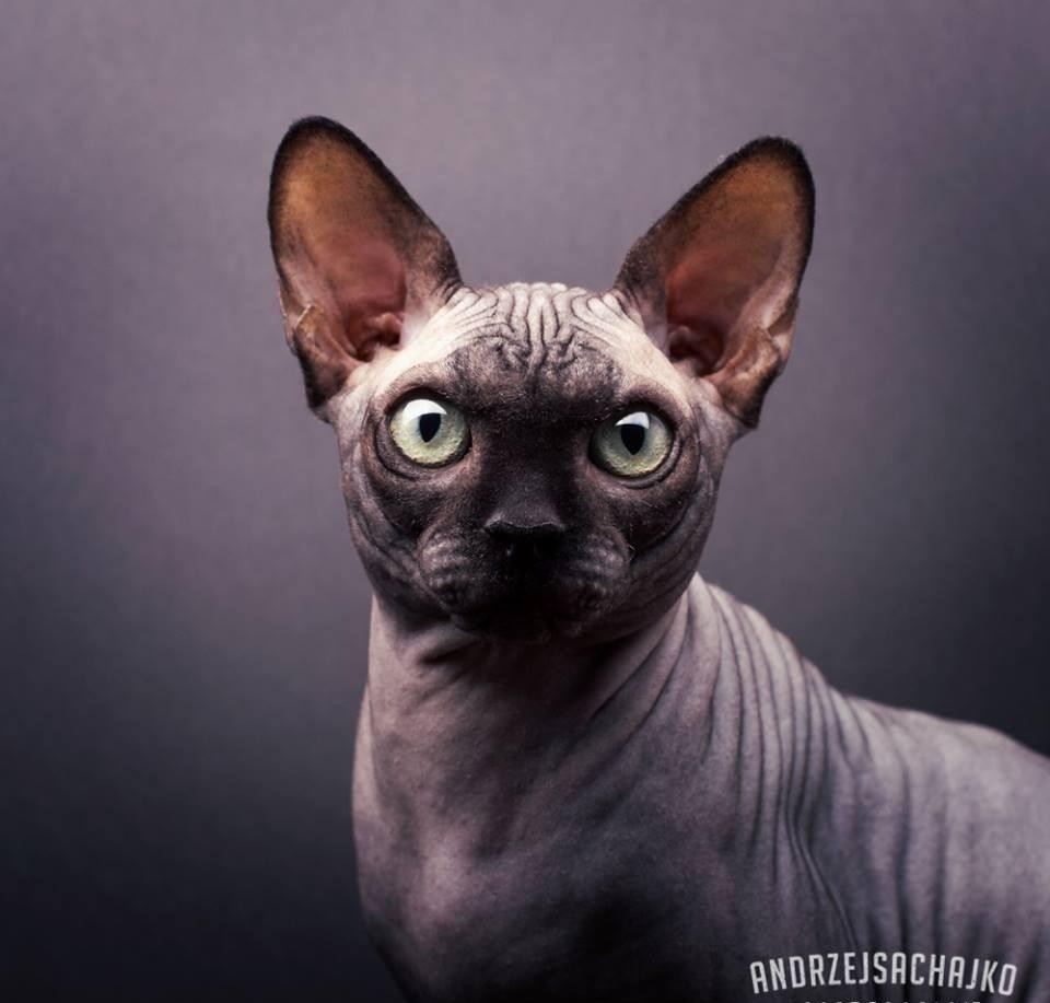 Reproduktor SFINKS canadian SPHYNX SPH n kolor czarny RODOWÓD FPL ...