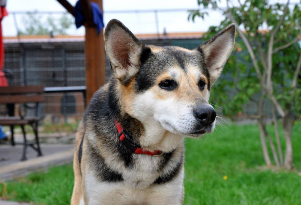 REJ-wspaniały pies patrzący duszą___prosi o miłość i dom ...