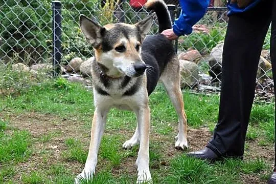 REJ-wspaniały pies patrzący duszą___prosi o miłość i dom ...