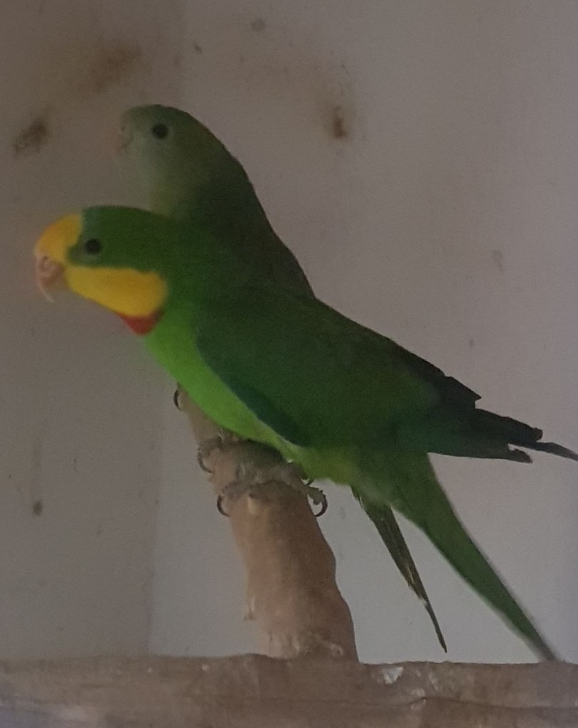 Papugi barabandy,bergi, bernardy 2017 . Dobrane pary., , Zamość ...