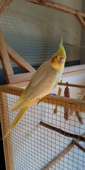 Papuga nimfa-samiec., Lubelskie, Biłgoraj | OGŁOSZENIA ZOOMIA