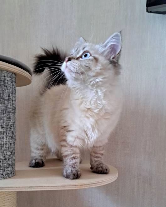 Kotka kot syberyjski neva masquerade, Opolskie, Chrząstowice ...