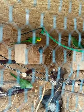 Barabandy pary lęgowe papugi z 20’roku po dwóch lęgach, , Mszczonów ...
