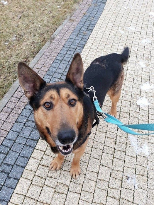 Marley piękny pies w typie owczarka, Podlaskie, Białystok | OGŁOSZENIA ...