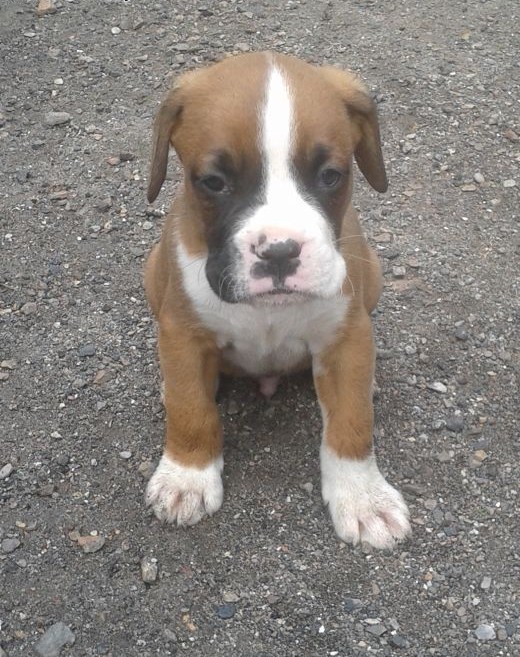 Piękne boksery, wielkopolskie Kalisz, Wielkopolskie, Kalisz ...