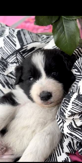 Szczenięta Border Colie, Wielkopolskie, Pawłówek | OGŁOSZENIA ZOOMIA