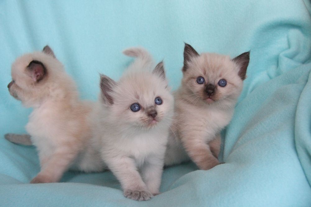 Slodkie Ragdoll kocięta do adopcji, , | OGŁOSZENIA ZOOMIA