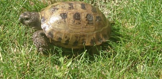 Żółw stepowy 5-letni,zdrowy,pięknie ubarwiony.Terrarium z wyposażeniem ...