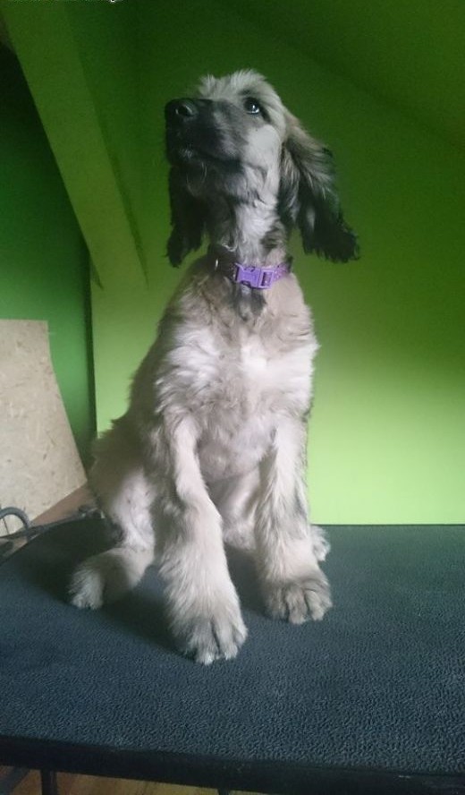 CHART AFGANSKI , mazowieckie Żyrardów, Mazowieckie, Żyrardów ...