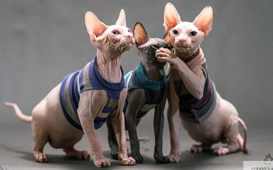 Sphynx & Sfinks / NOWE MIOTY biały . krówka , rudy , czarny.... W-wa ...