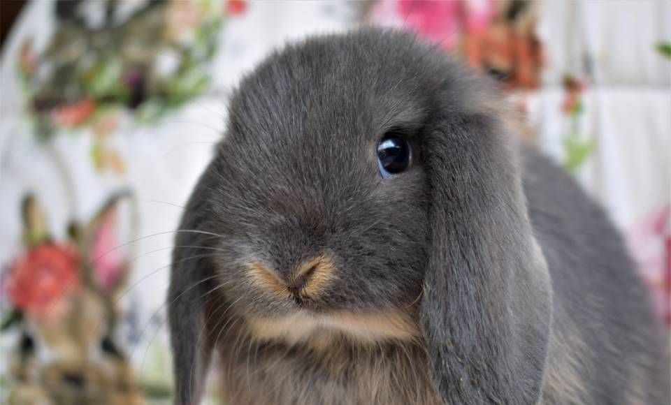 Mini lop, królik miniaturka, baranek, króliczek, króliczki ...