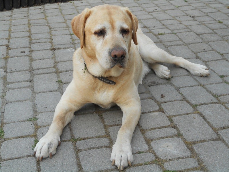 Biszkoptowy labrador Nero szuka domu, , | OGŁOSZENIA ZOOMIA