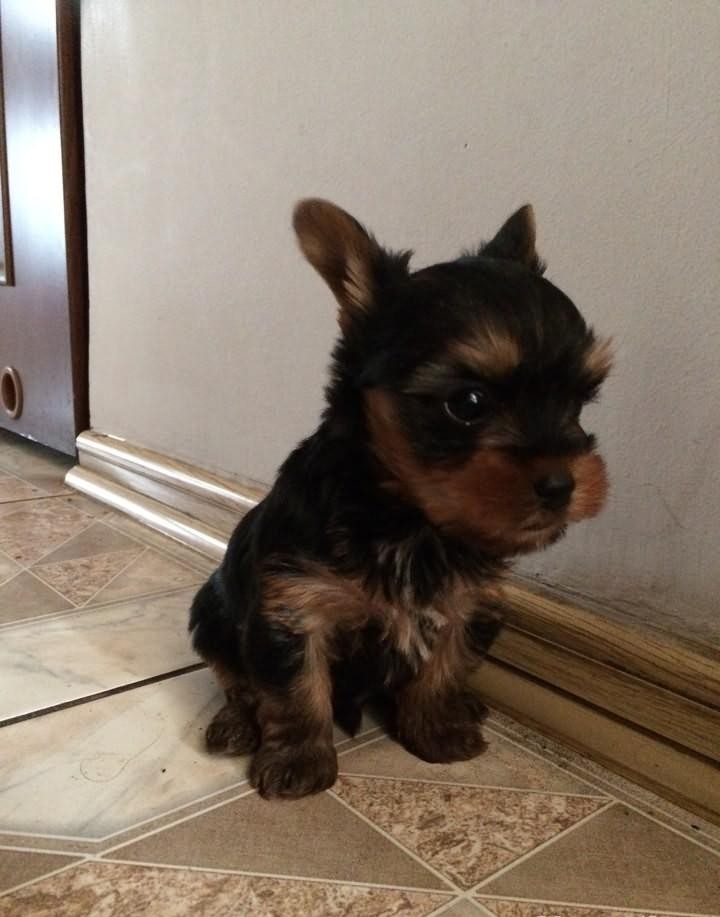 Piękny piesek york, Pomorskie, Stolarska Gdynia , | OGŁOSZENIA ZOOMIA