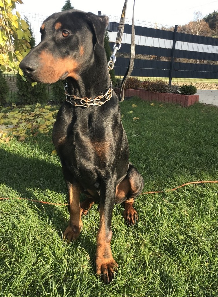 Piękny pies doberman reproduktor, , Łososina Dolna | OGŁOSZENIA ZOOMIA
