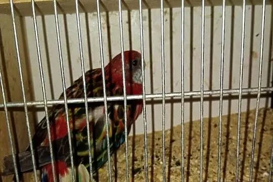 Rozella białolice, Małopolskie, Wawrzeńczyce | OGŁOSZENIA ZOOMIA