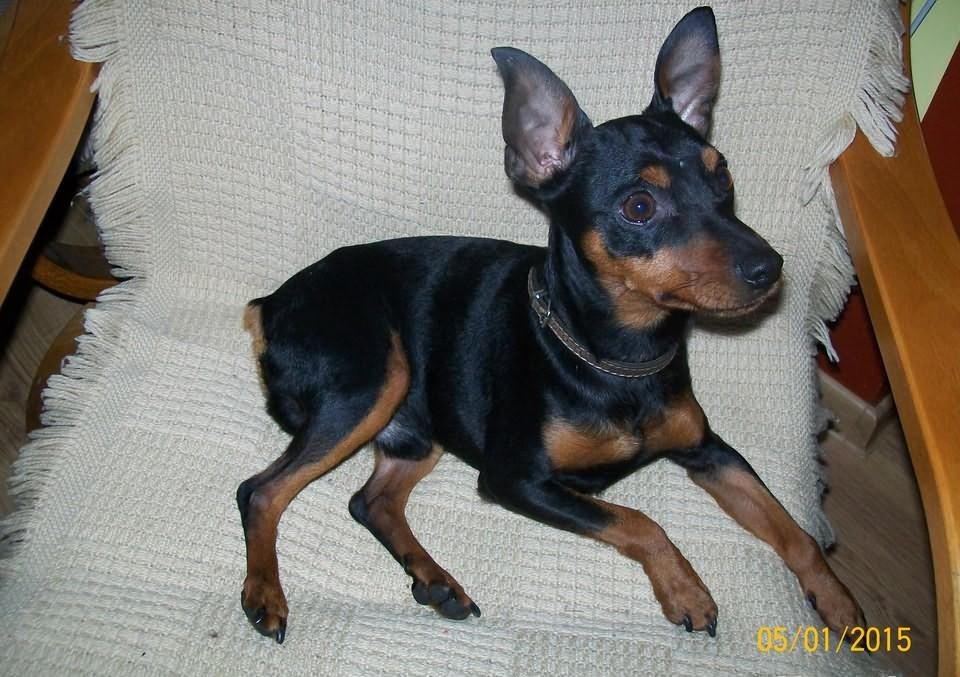 Reproduktor Piękny Pinczerek Miniaturka (Ratlerek), Małopolskie ...