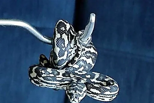 morelia spilota variegata pyton dywanowy samiec, Śląskie, Katowice ...