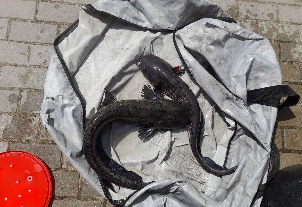 RYBY SUM DO STAWU, Wielkopolskie, Kleczew | OGŁOSZENIA ZOOMIA