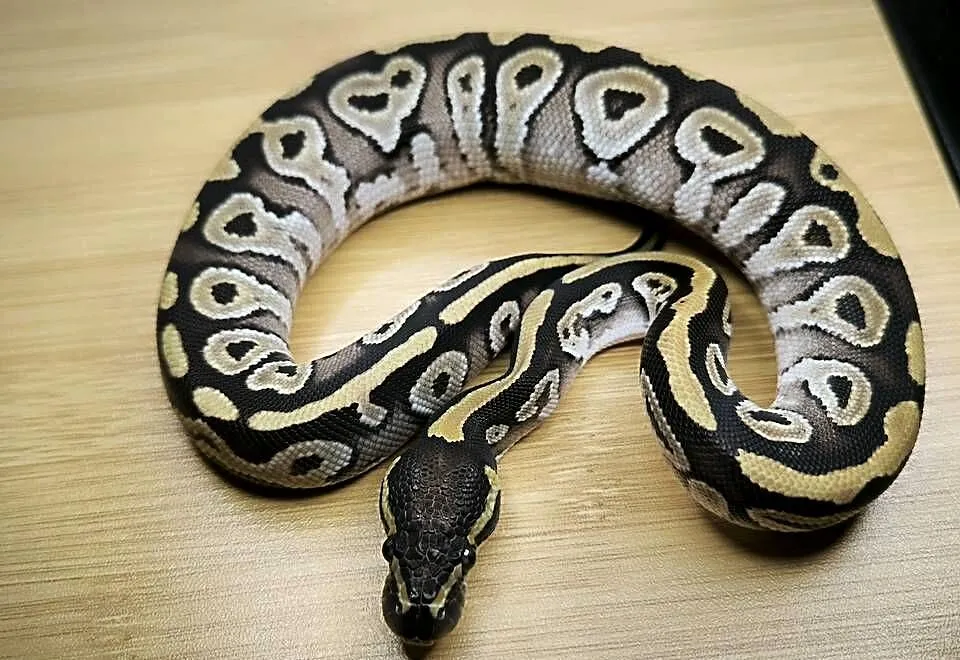 Pyton królewski Mojave Red Gene poss het Genetic Stripe, Mazowieckie ...