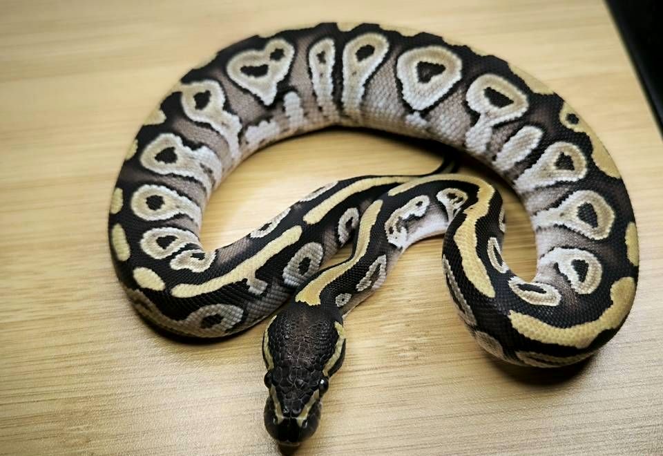 Pyton królewski Mojave Red Gene poss het Genetic Stripe, Mazowieckie ...