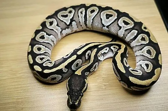 Pyton królewski Mojave Red Gene poss het Genetic Stripe, Mazowieckie ...