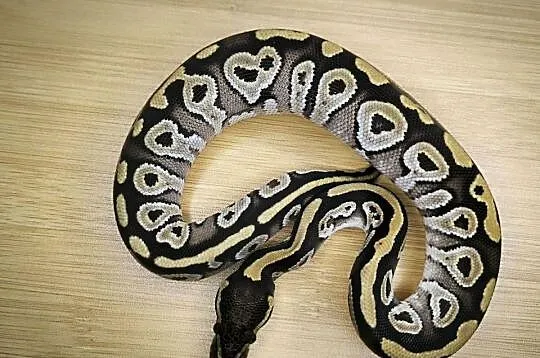 Pyton królewski Mojave Red Gene poss het Genetic Stripe, Mazowieckie ...