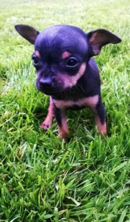 Ratlerek pinczer miniaturowy szczeniaki, małopolskie Tarnów ...