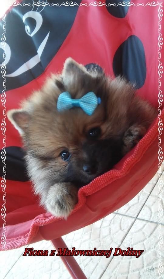 szpic miniaturowy POMERANIAN SUCZKA piesek BOO mini xxs typ laleczki ...