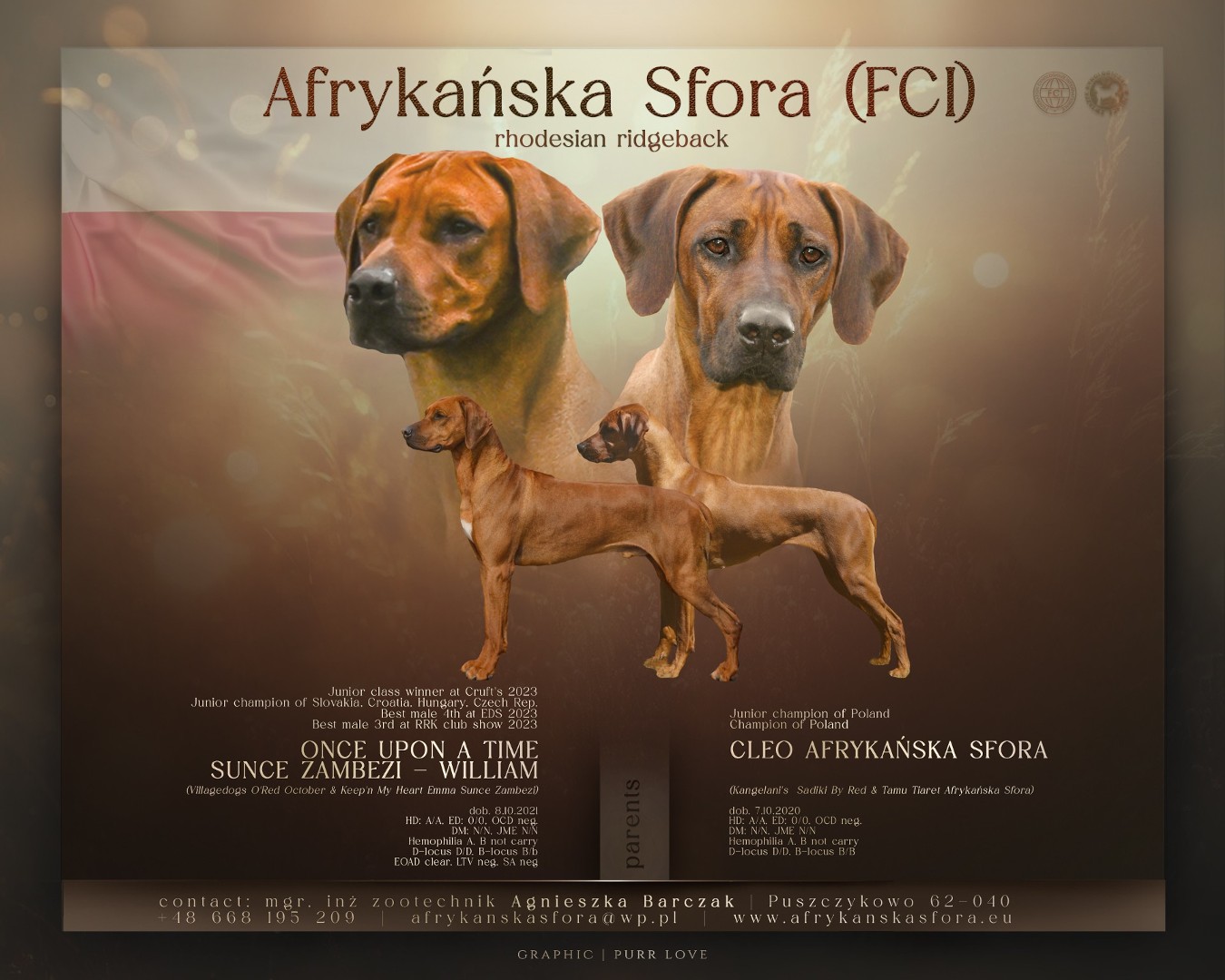 Rhodesian Ridgeback ZKwP (FCI) - domowa hodowla mi, Wielkopolskie ...