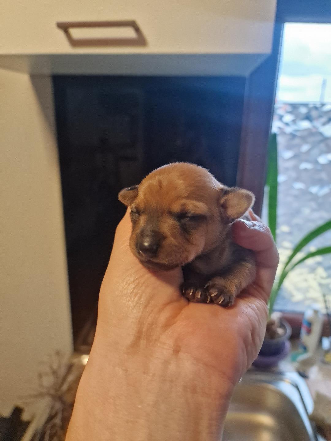 Pinczer miniaturowy XXS sarenka ratlerek mini piesek, , Myszyniec Stary ...