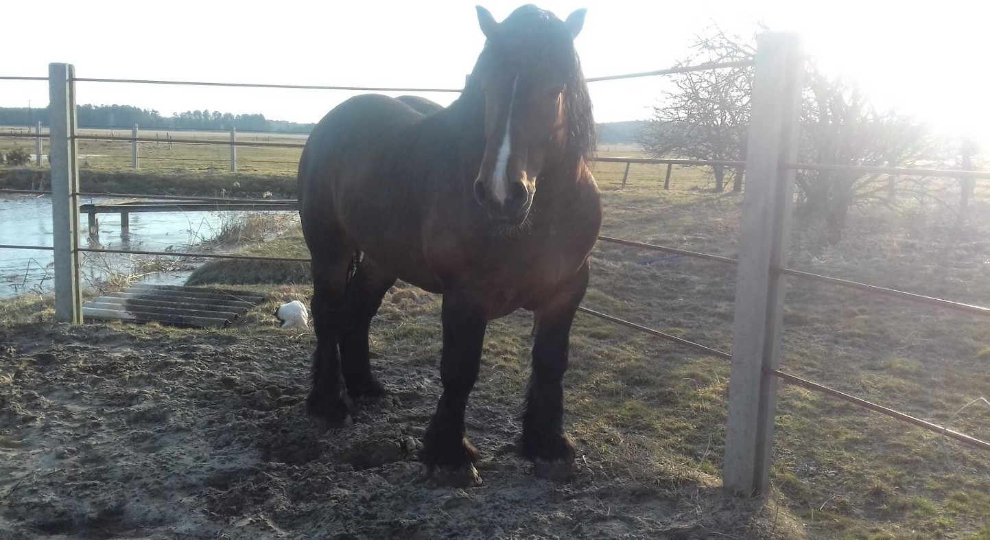 Stanówka ogierem IDRYS 85 pkt., , Potasie | OGŁOSZENIA ZOOMIA