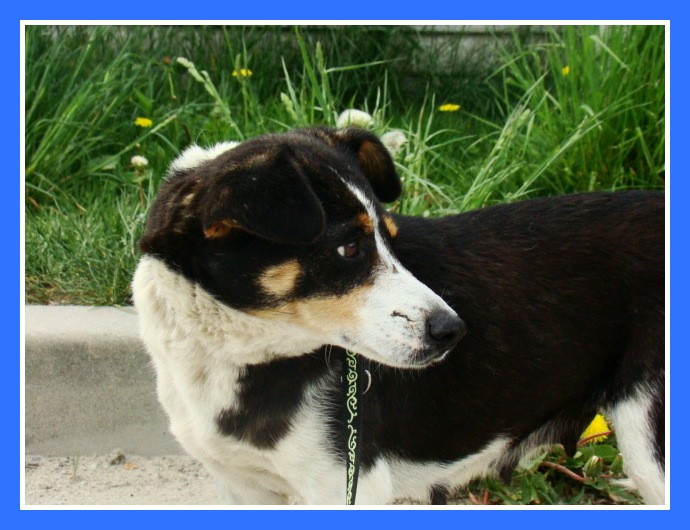 10 kg, 4 lata, przytulaśna TRUSIA,delikatna,grzeczna_Adopcja ...