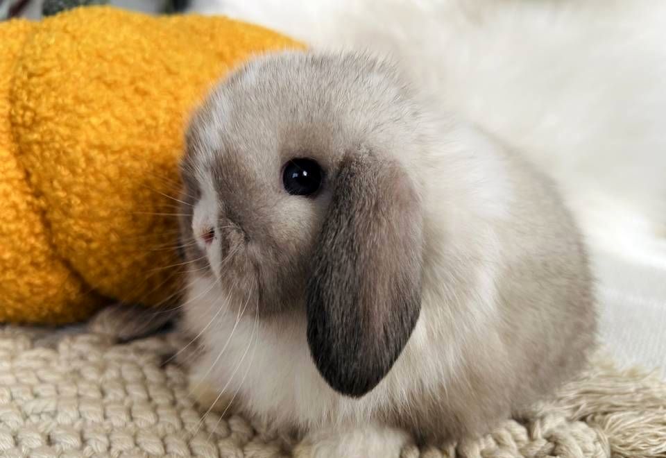 Mini lop [królik miniaturka] króliczki rasowe / hodowla, Podkarpackie ...