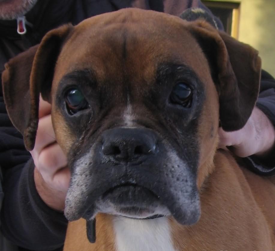 Bokser Nobi Stowarzyszenie Boksery Niczyje, Kujawsko-pomorskie ...