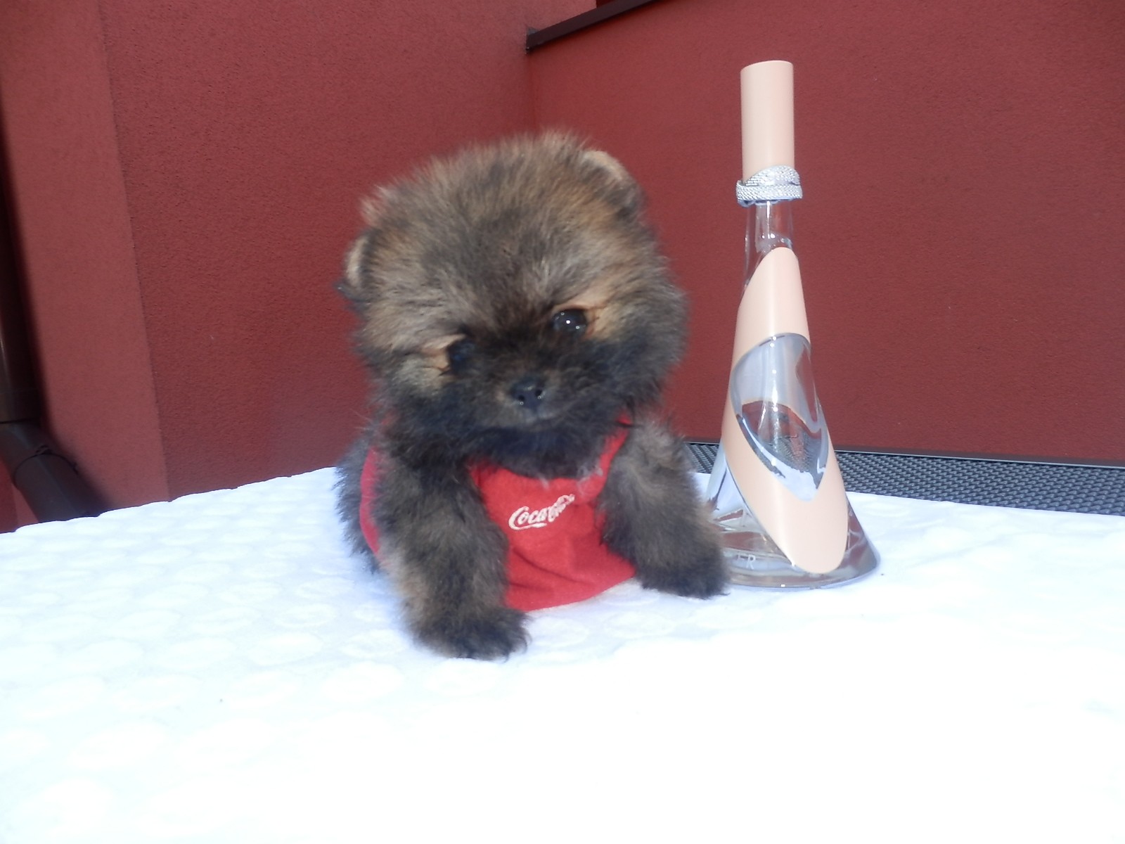 Szpic miniaturowy pomeranian mini lalunie boo, , | OGŁOSZENIA ZOOMIA