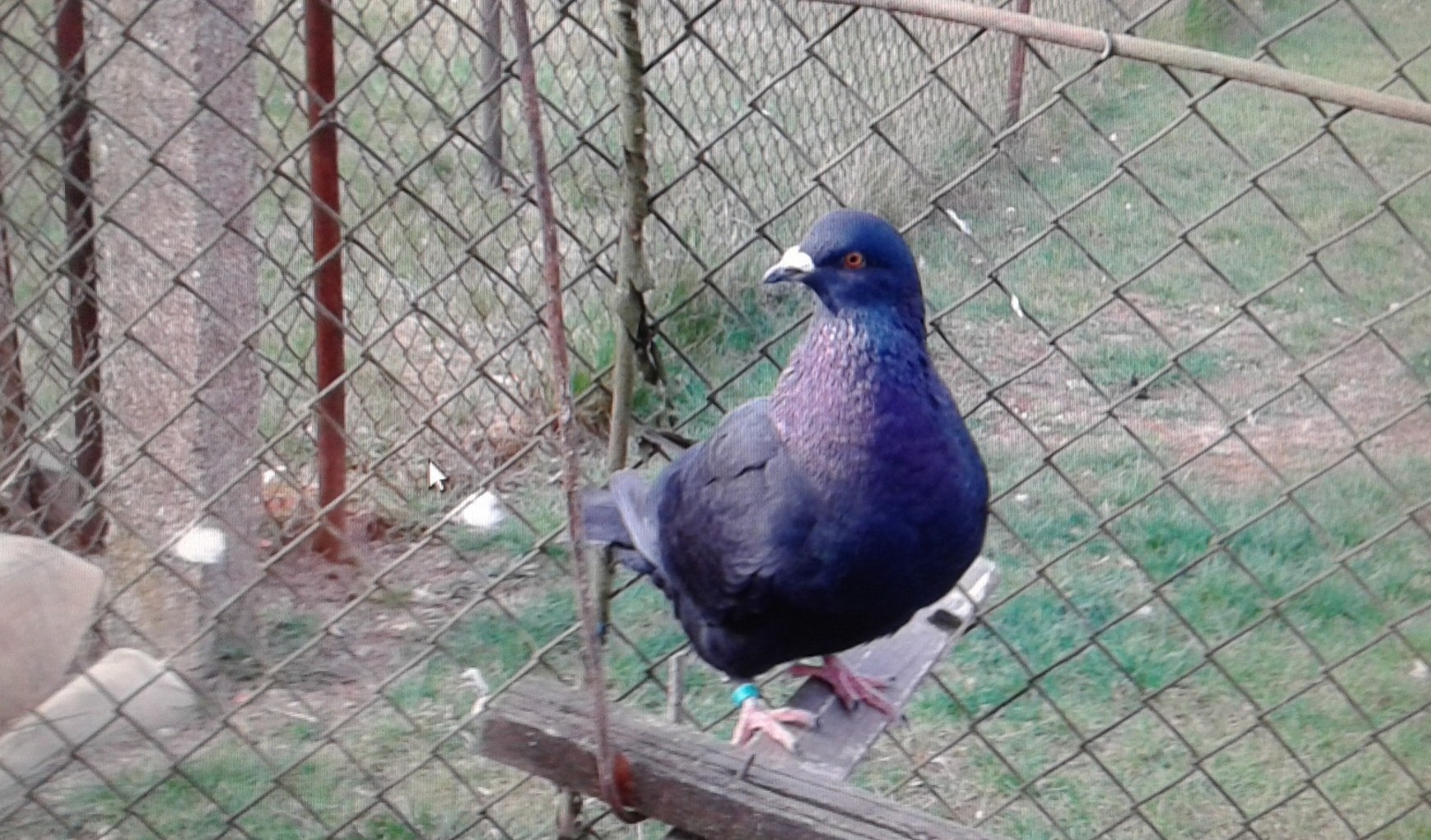 Gołębie mięsne. Wrocławski mięsny., Łódzkie, Zduńska Wola | OGŁOSZENIA ...