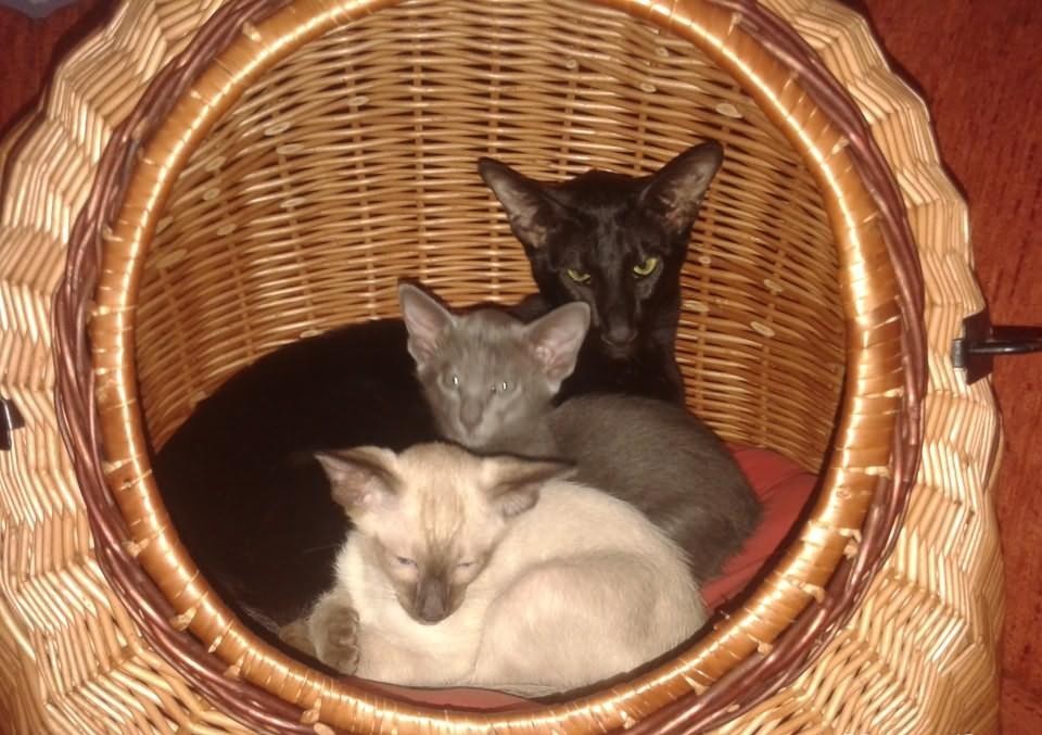 orientalny, orientalne,orienty,syjam,syjamski, Pomorskie, Słupsk ...