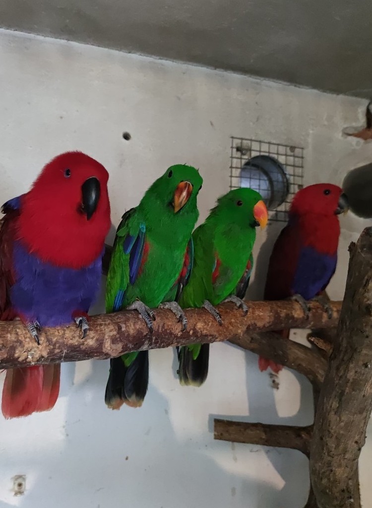 Papugi Barwnice - Lora Wielka - Tegoroczne młode, samiec i samica ...