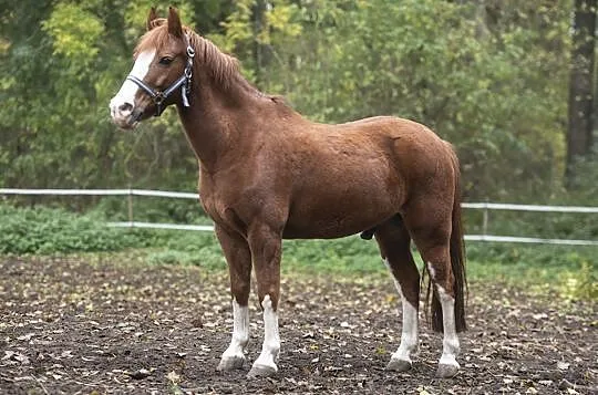 Kuc walijski, , Lwówek | OGŁOSZENIA ZOOMIA