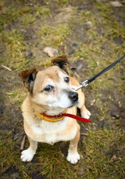 Pan Micha, pies królewski szuka rodziny, niekoniecznie królewskiej ...