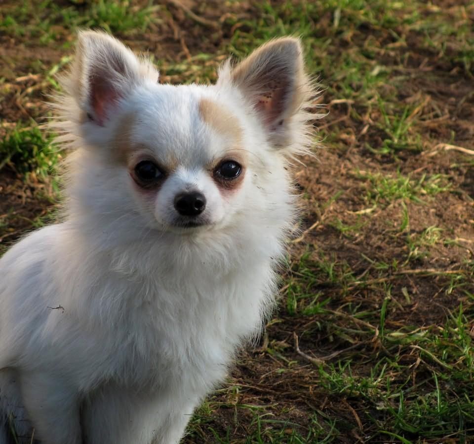 Mały piesek Chihuahua, Małopolskie, Tarnów | OGŁOSZENIA ZOOMIA