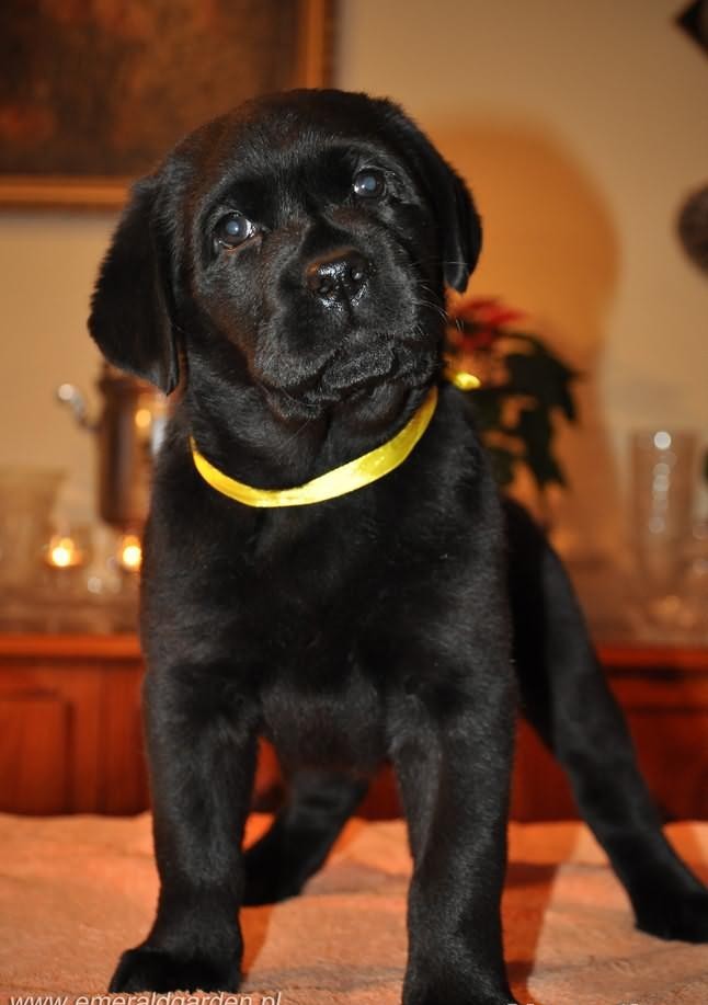 Labrador Retriever - rodowodowe szczeniaki po Interchampionie, Śląskie ...