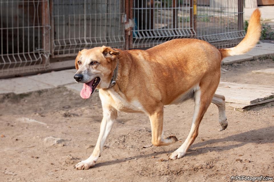 Wiki - rudy pies w schronisku od szczeniaka, , Krzesimów | OGŁOSZENIA ...