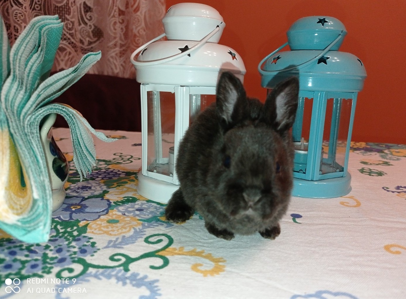 królik miniaturka-karzełek rex, , Dobre Miasto | OGŁOSZENIA ZOOMIA