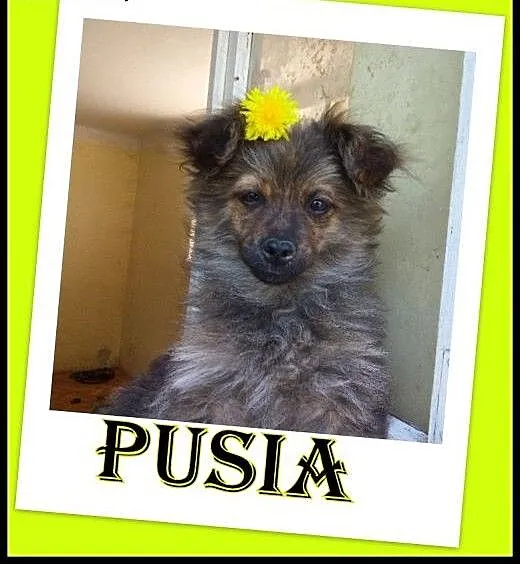 Szczeniak ,suczka Pusia szuka domu .ADOPCJA !, małopolskie Kraków, Małopolskie, Kraków ...