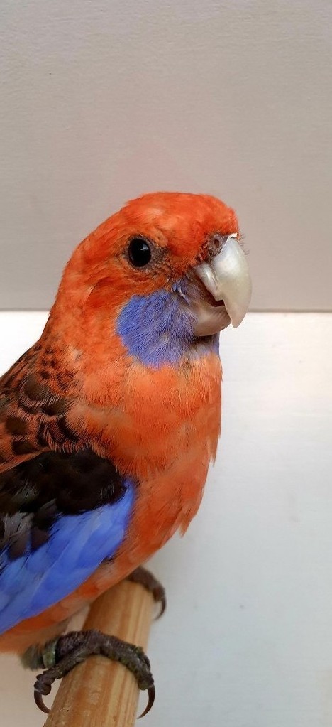 Rozelle królewskie rozella królewska dojżała para papuga papugi orange ...