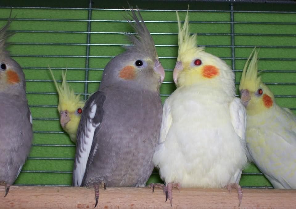 okazja! papuga nimfa! Warszawa! nimfy, Mazowieckie, Warszawa | OGŁOSZENIA ZOOMIA