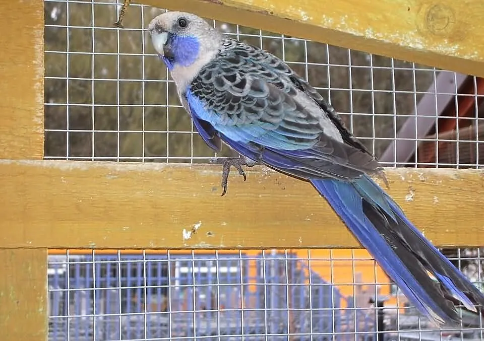 Ostatnia Rozella Królewska niebieska samica 2014 Tanio !, Pomorskie ...