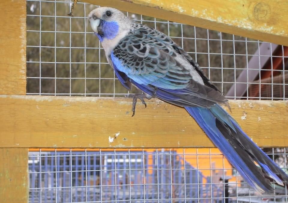 Ostatnia Rozella Królewska niebieska samica 2014 Tanio !, Pomorskie ...