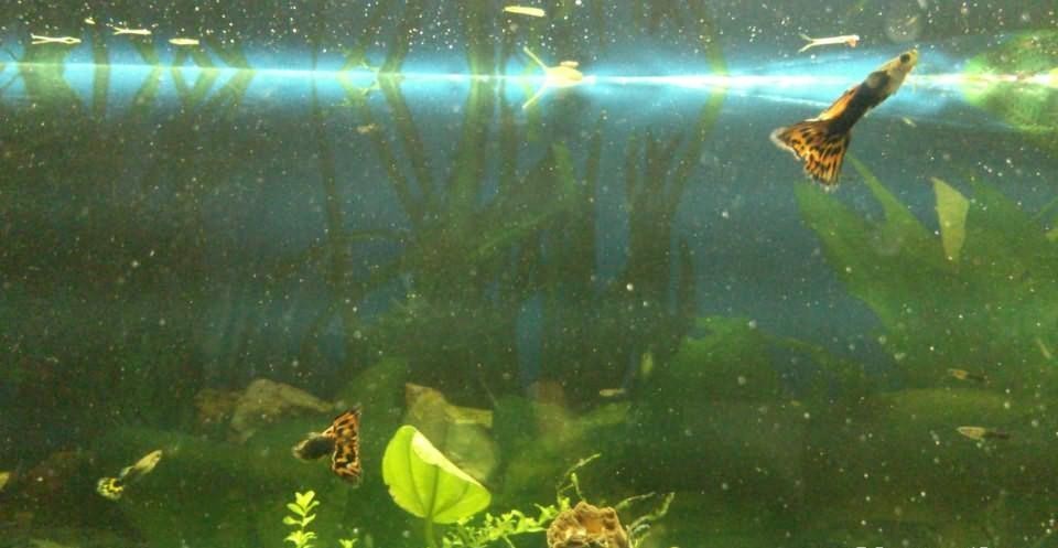 Gupik Pawie Oczko Poznań | OGŁOSZENIA ZOOMIA